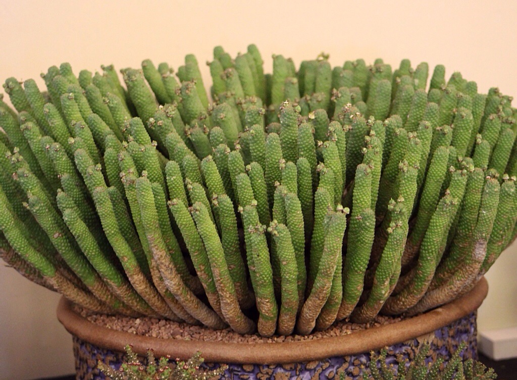 What if Succulents are actually Aliens?! – Have Teacup Will Travel