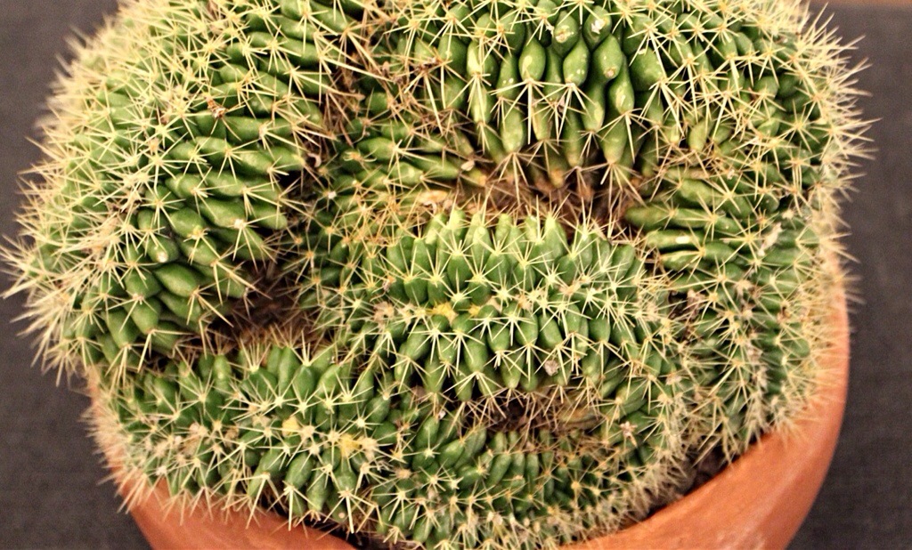 What if Succulents are actually Aliens?! – Have Teacup Will Travel