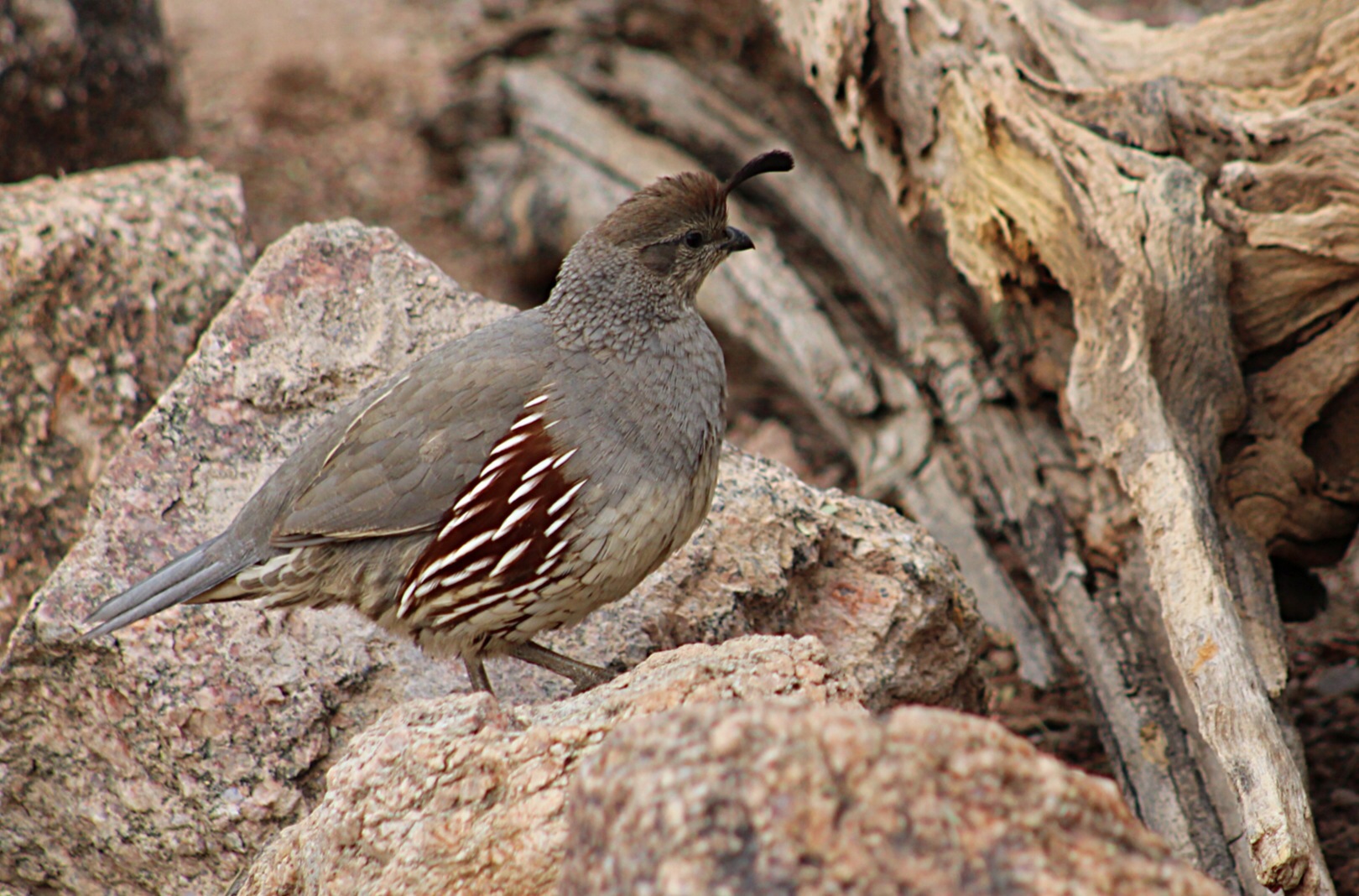 Creature Feature – Quail – Have Teacup Will Travel